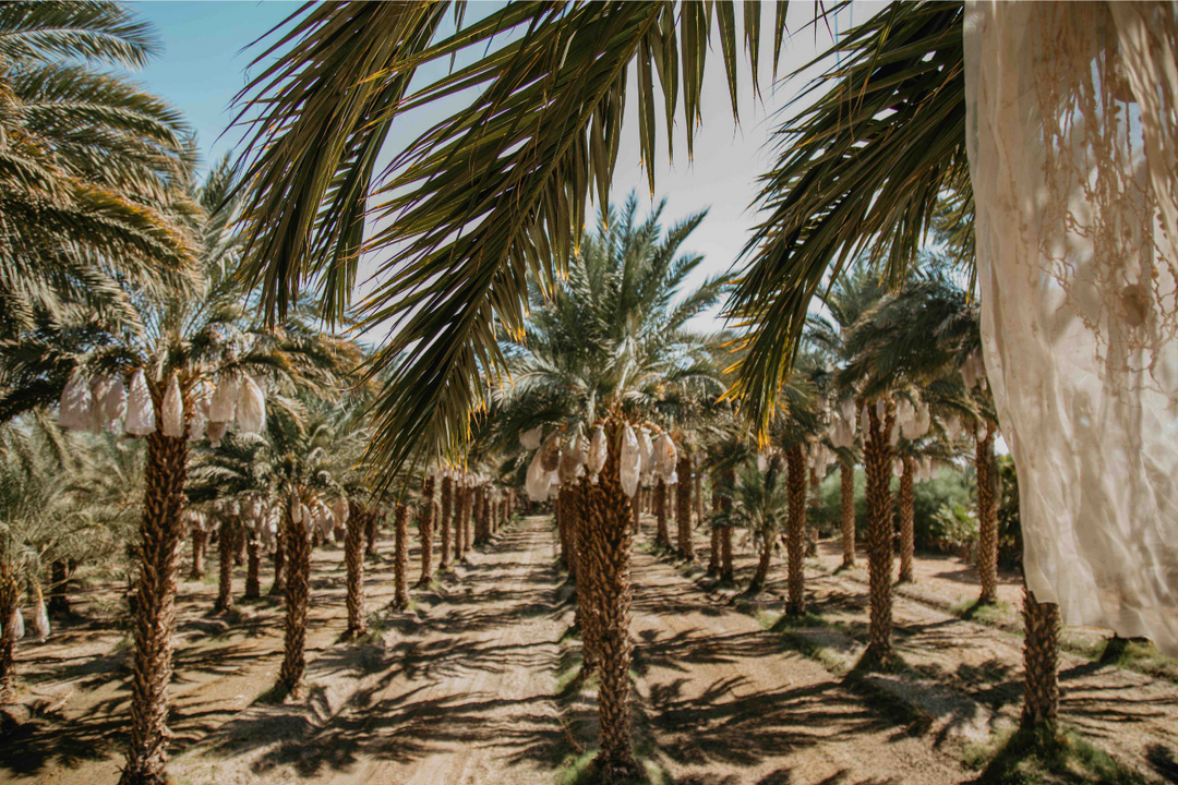 Happy Earth Day | Coachella's Best Dates – Coachella's Best Organic Dates