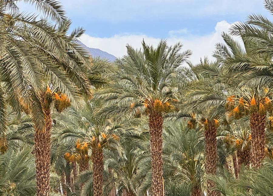 Date Farms in California | Coachella’s Best Dates – Coachella's Best ...